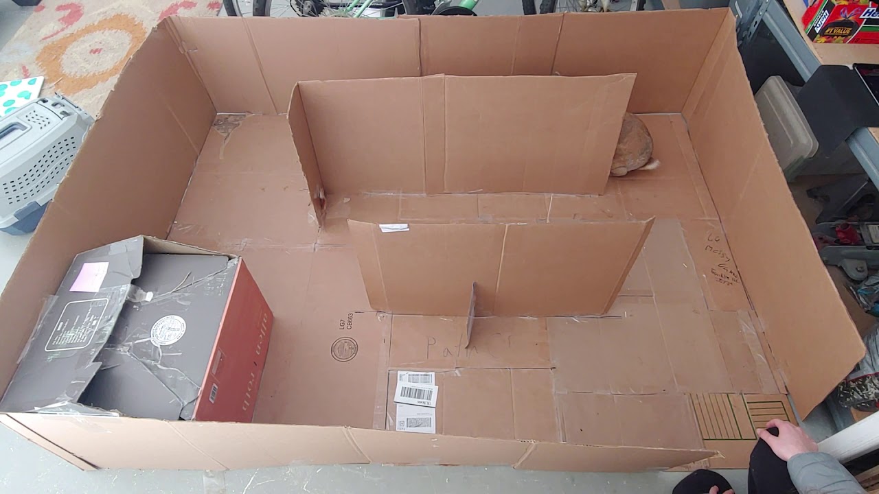 Bunny Experiment - YouTube