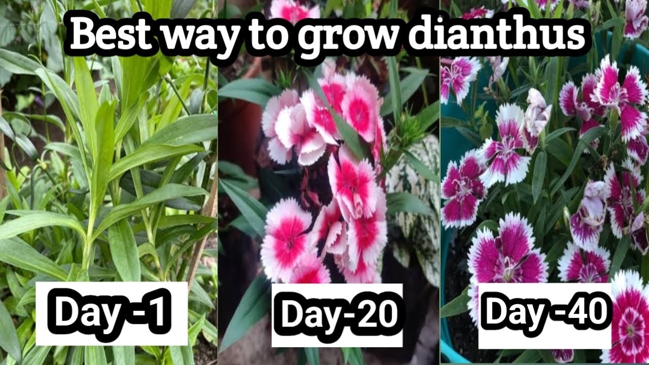 How to grow dianthus plant at home|Dianthus plant care tips for ...