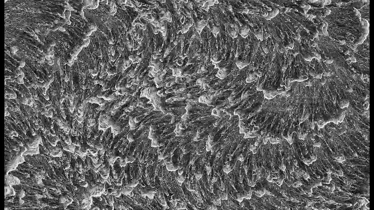 Physarum simulation no.14 - YouTube