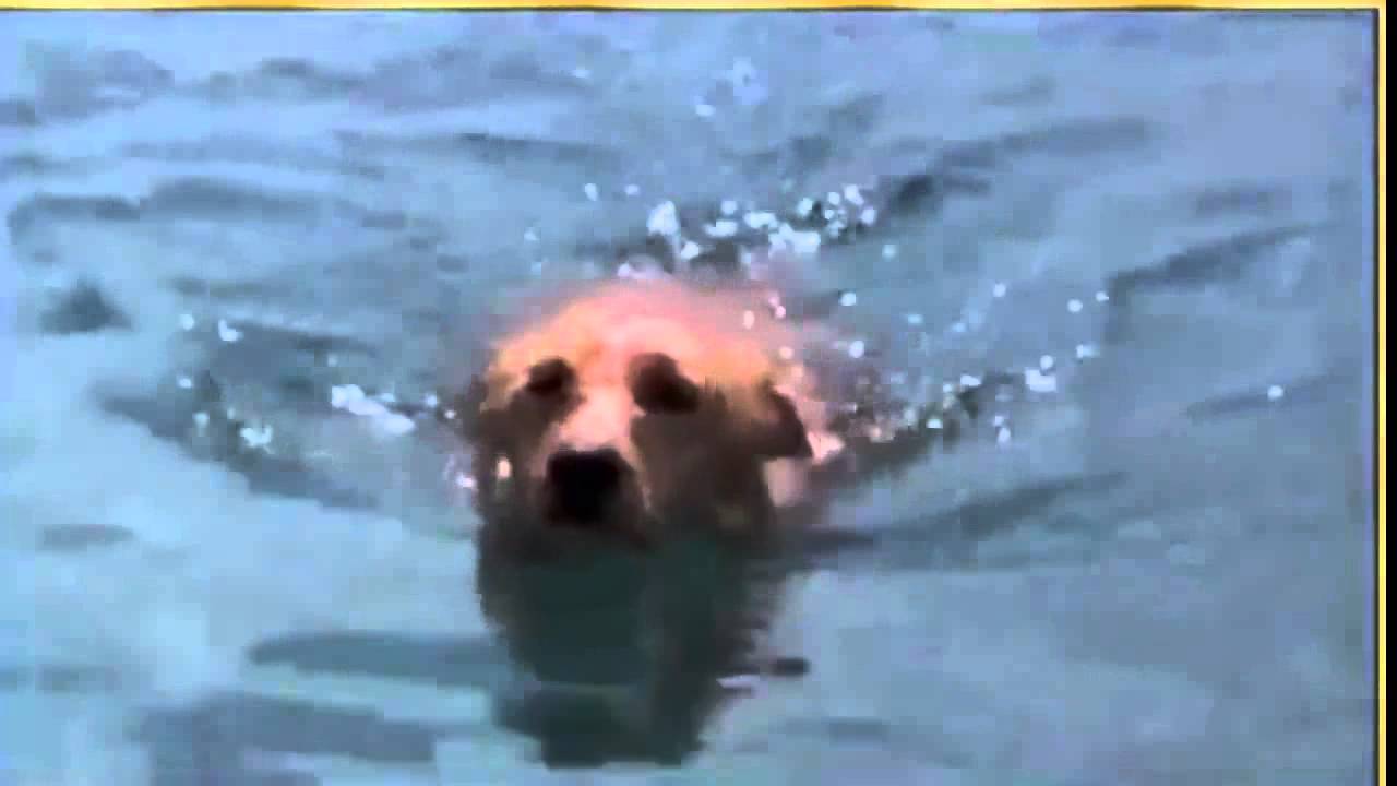 DELFÍN SALVA A PERRO DE TIBURÓN - YouTube