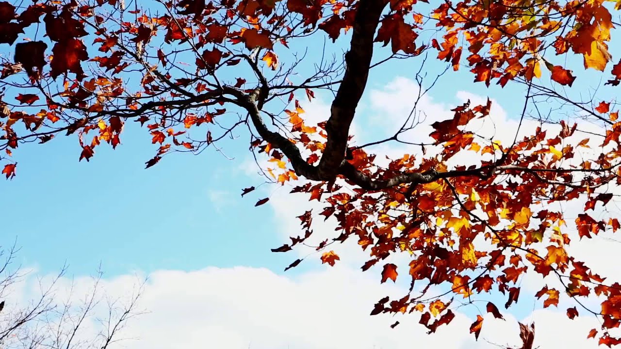 Leafs Tree Wind Autumn - YouTube