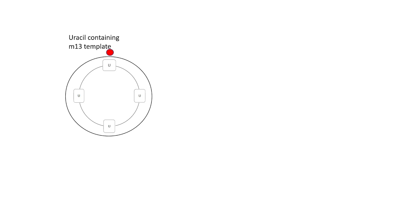 Presentation kunkel method - YouTube