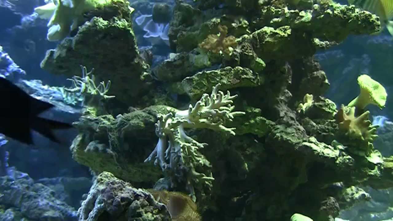 fish13 hd hd qt - YouTube