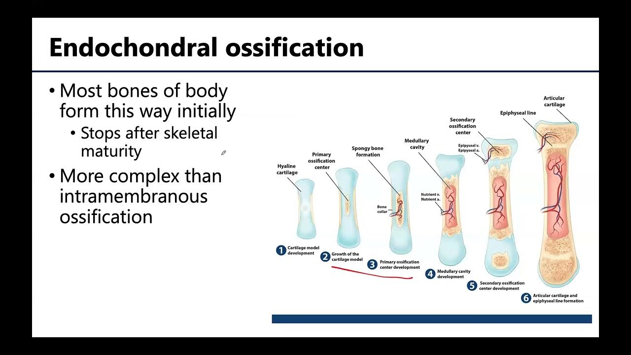 MSK1: Bone Formation, Growth, & Remodeling - YouTube