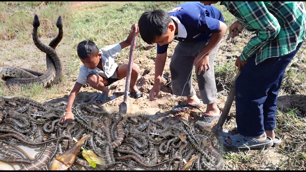 Wow!! 3 Amazing Children Catch Many Snakes With Bare Hand In Cambodia ...