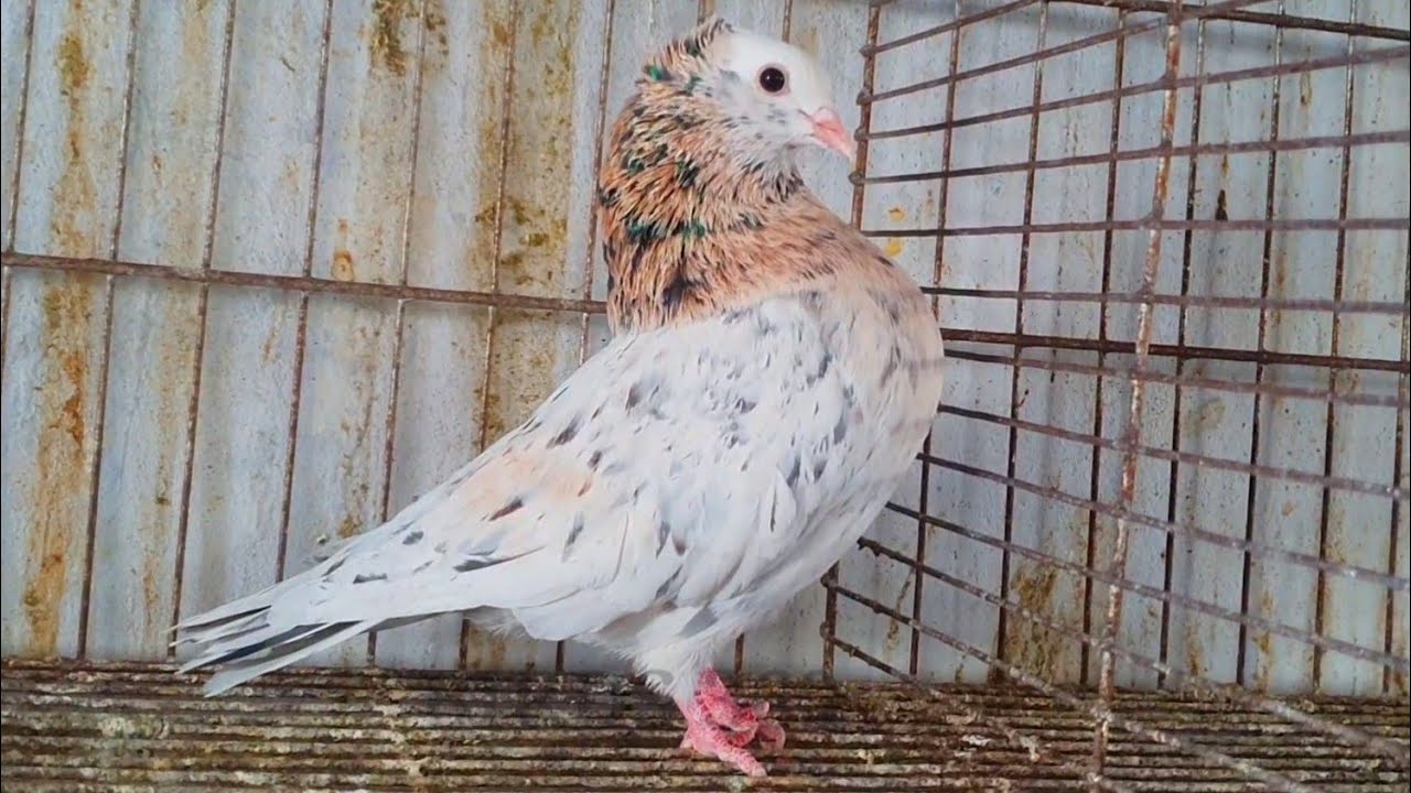 top 10 rare colour Mookee pigeons Breeds | Mookee pigeon | Mookee ...