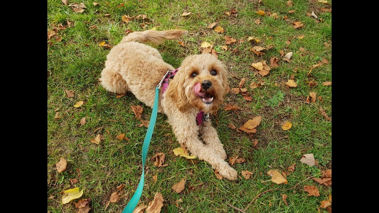 Bella - 9 Month Old Cavapoo - 3 Weeks Residential Dog Training - YouTube