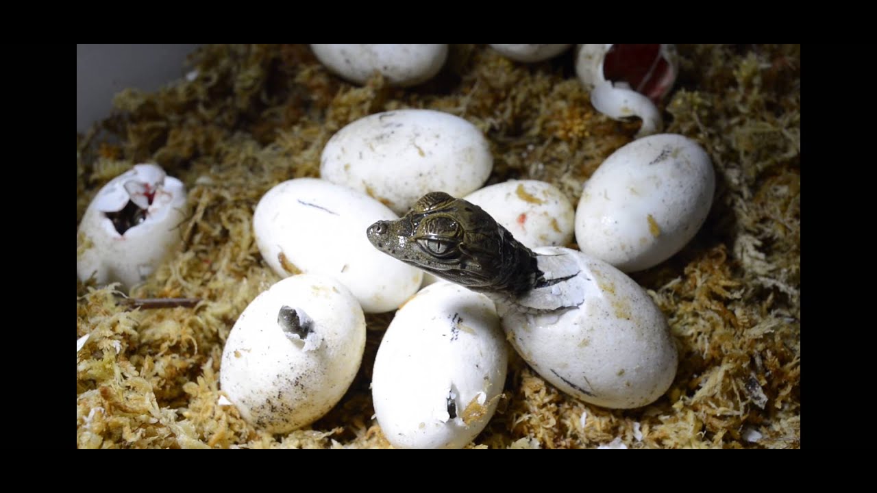 Caiman corocodilus hatched out movie - YouTube