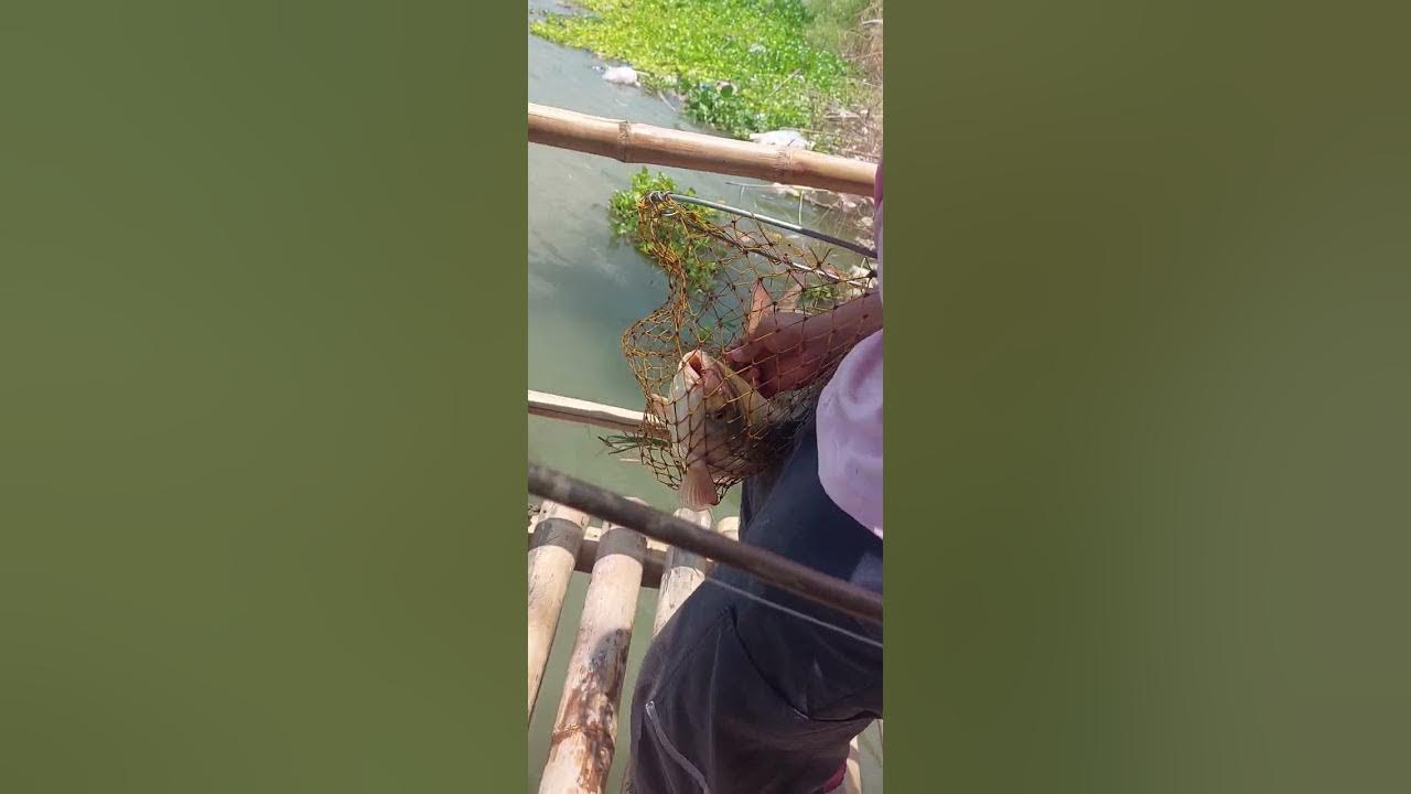 malalaking isdang tabang sa ilog ng pampanga huli sa pamingwit - YouTube