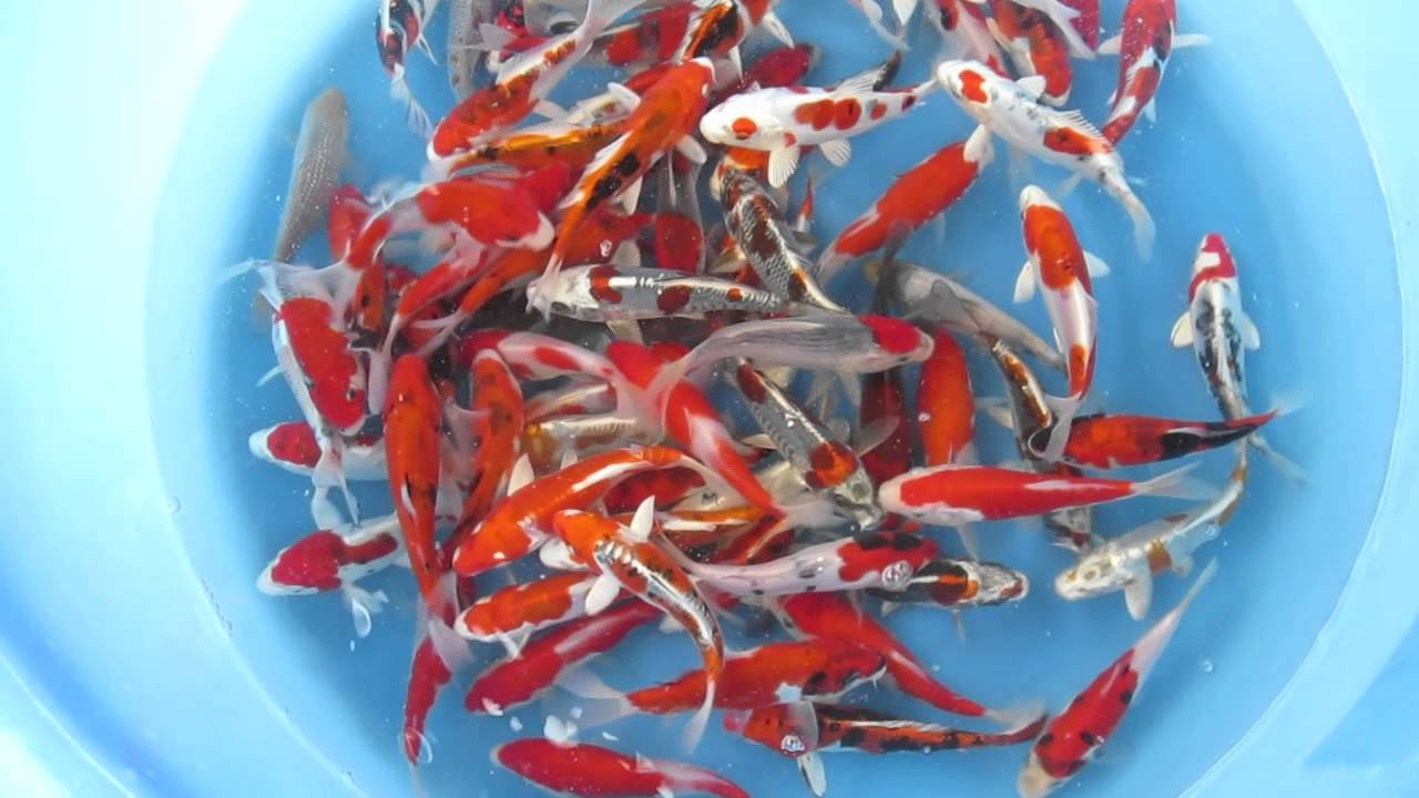 Tosai Mix Variety Japanese Koi Fish - YouTube
