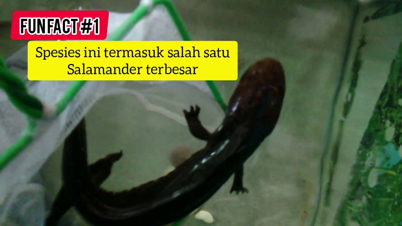 Salah satu salamander terbesar didunia yaitu Chinese giant salamander ...