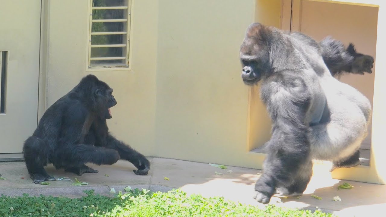 Silverback shows strength to female gorilla｜Shabani Group - YouTube