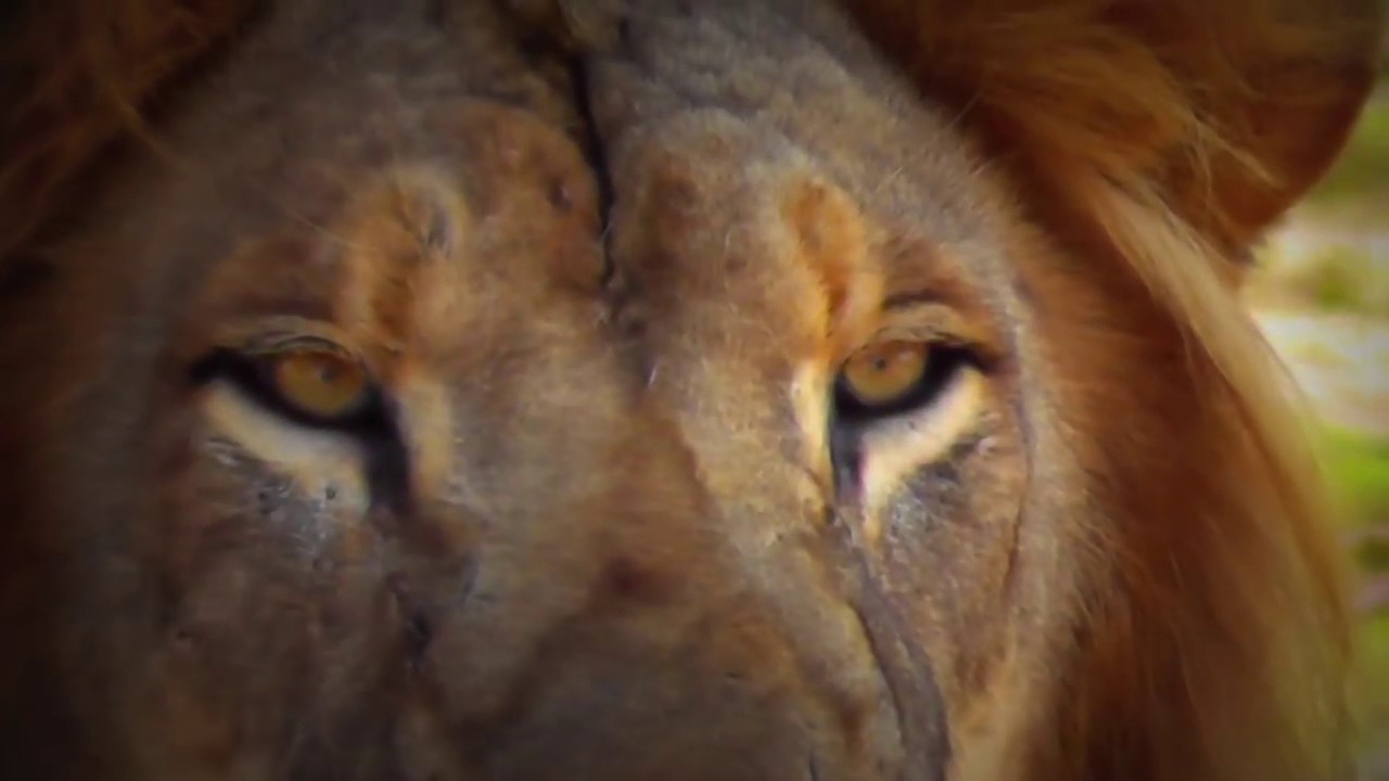 Friguia Park Zoo - Tunisia - YouTube