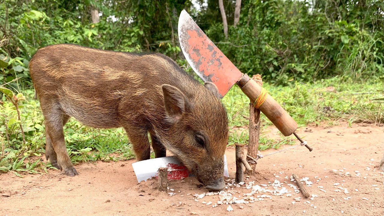 Amazing Pig Trap - Build Unique Primitive Wild boar Trap Tool Using Big ...