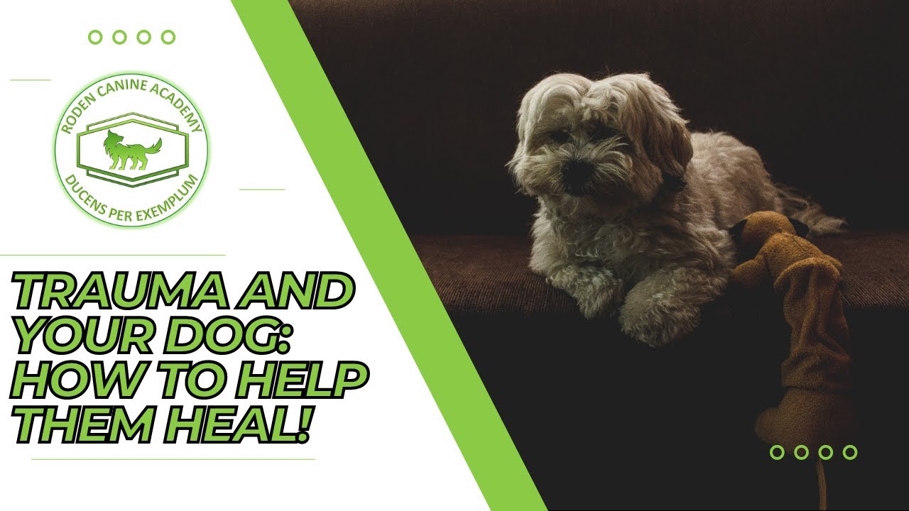 Trauma and Your Dog: How to Help Them Heal - YouTube