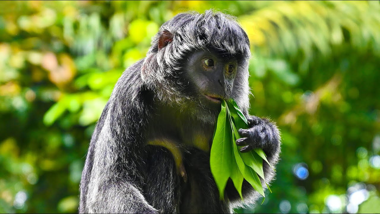 Cute Baby Monkey Hugging Its Mother | Monkey Mukbang Featuring Javan ...