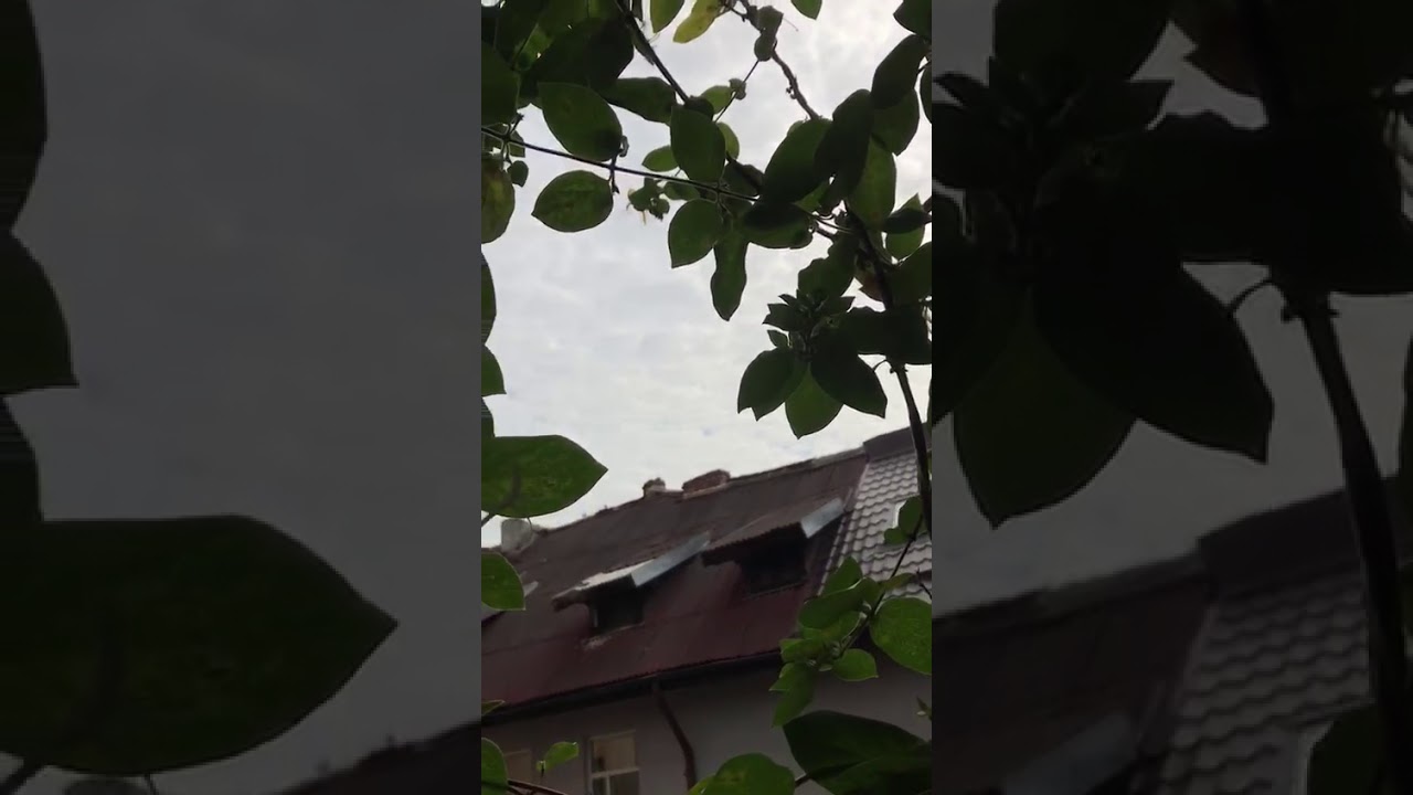 Colibri in Romania, la Bucuresti? - YouTube