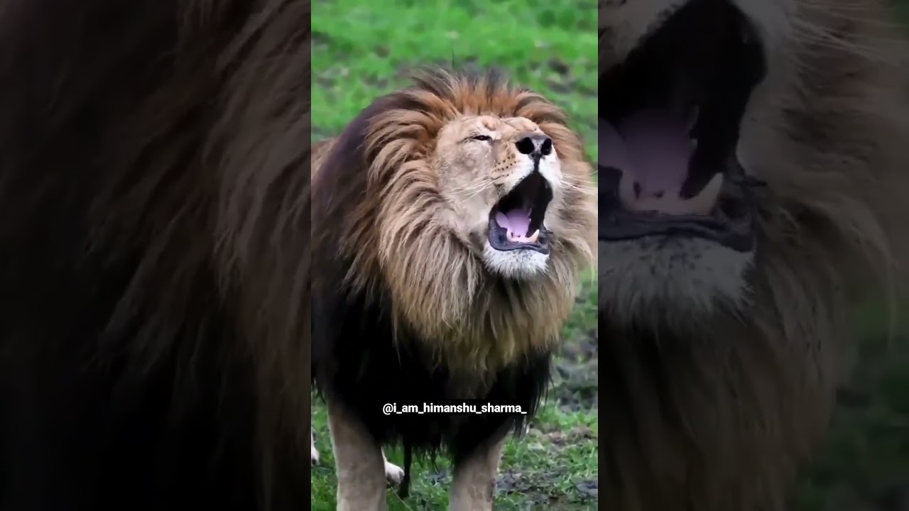 Real Lion voice ।। Lion voice 🦁 ।। attitude Lion talking ।। #viral # ...