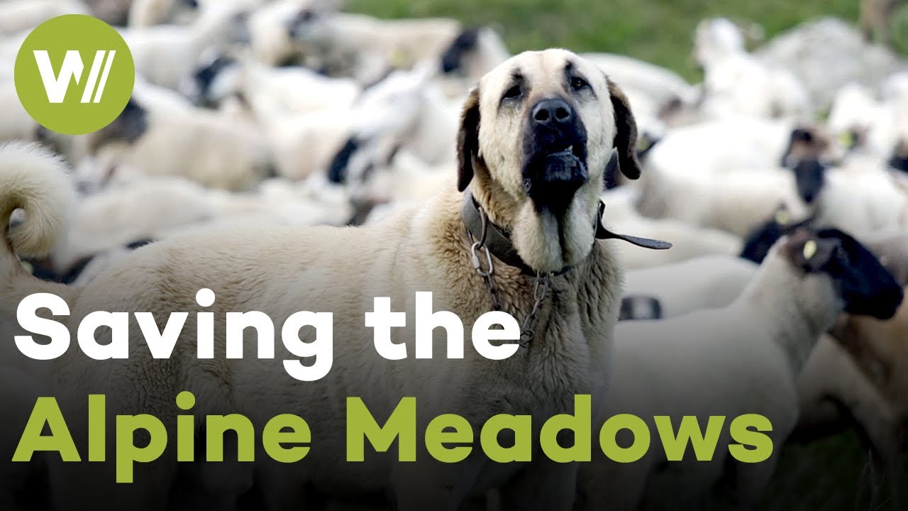 Switzerland: Mountain Shepherd's Battle to Save the Alpine Paradise ...