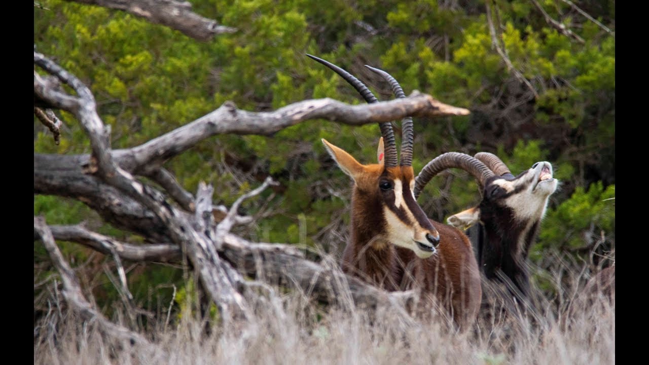 SABLE ANTELOPE! - YouTube