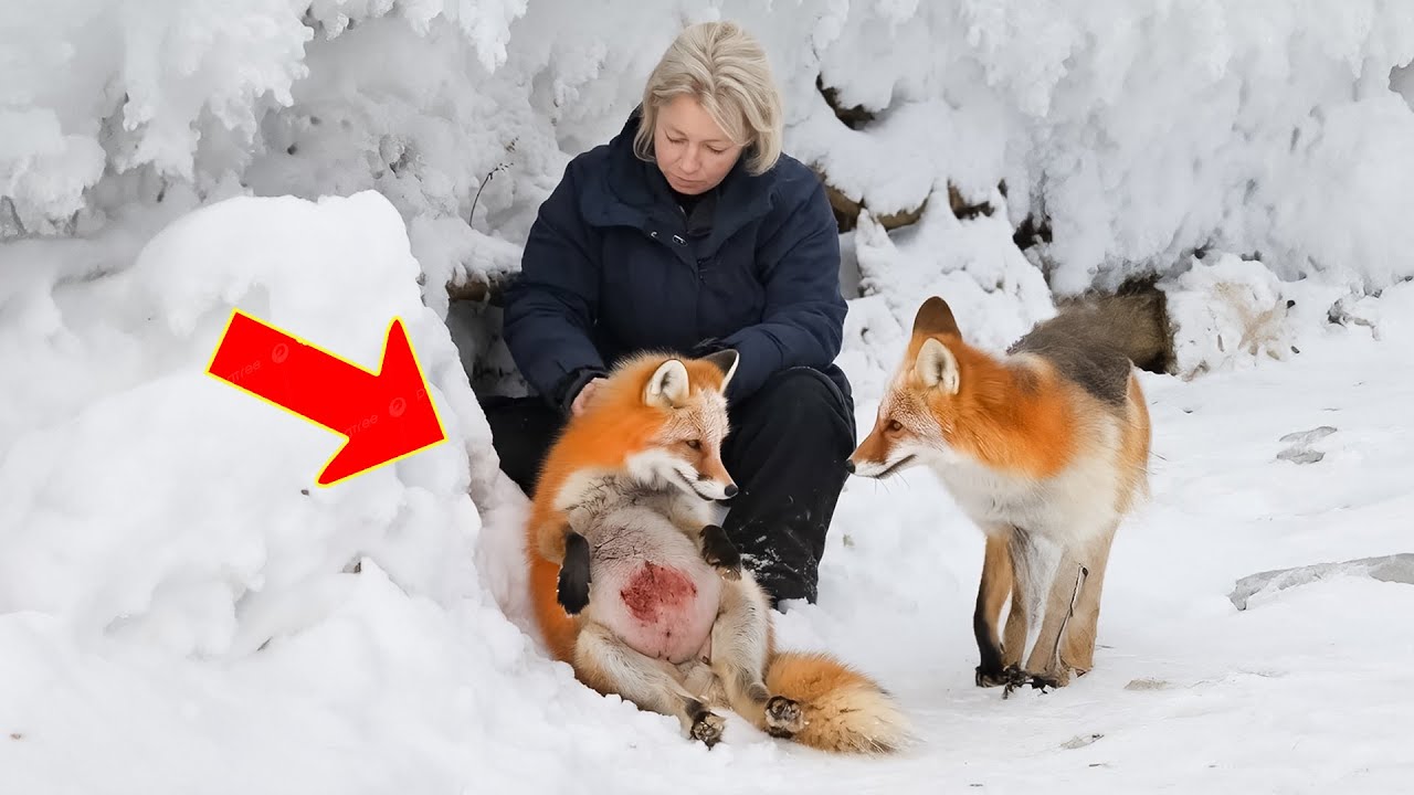 Woman saves injured fox and helps it give birth, but what the male fox does next is shocking ...