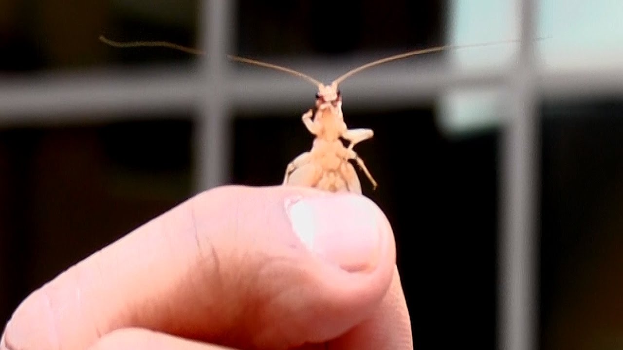 Our faculty members spit crickets, how about yours? - YouTube