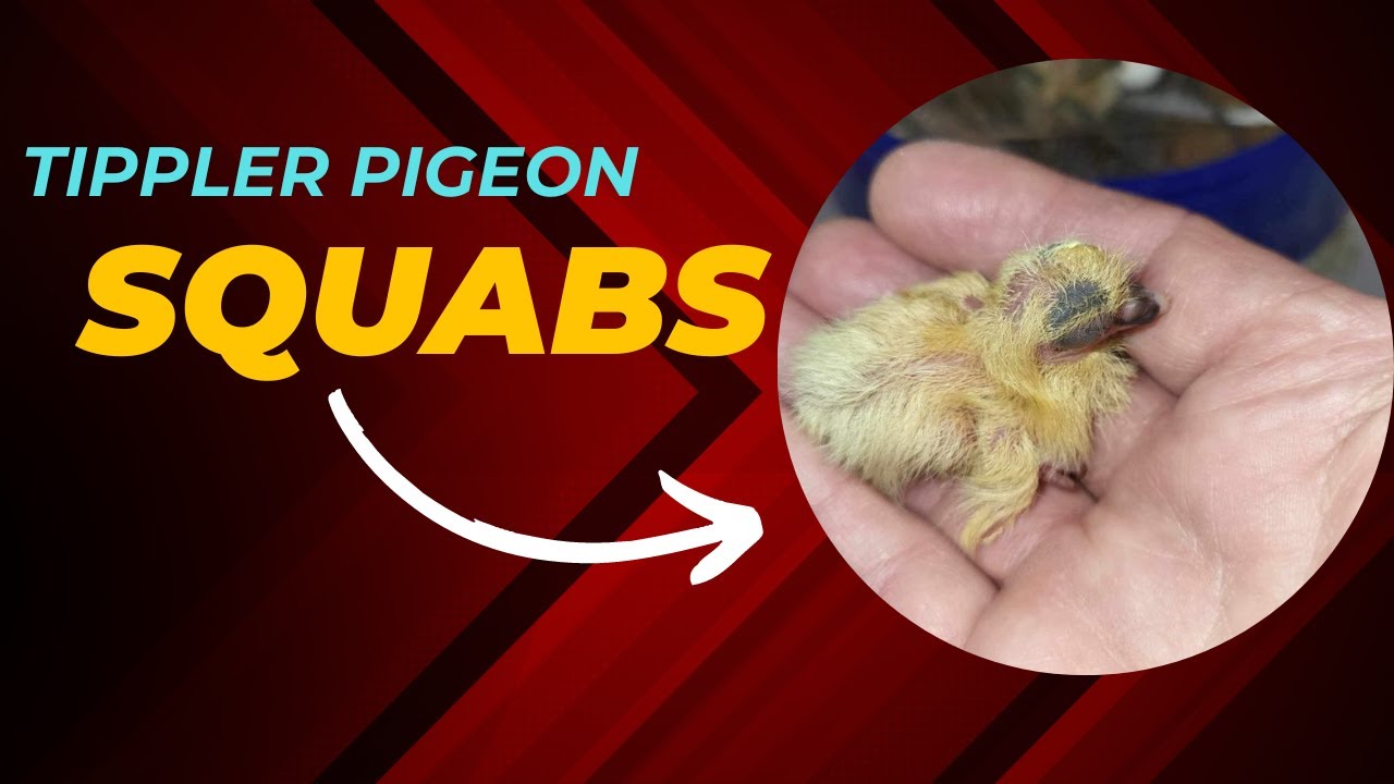 Tippler Pigeon Flying Loft Update [Pignut Loft] - YouTube