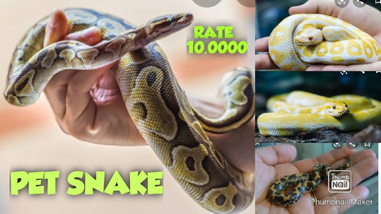 വലർത്തു പാമ്പുകൾ | Pet snake in malayalam | #Python - YouTube