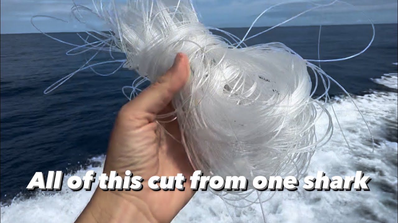 Cutting a lot of fishing line off of a shark - YouTube