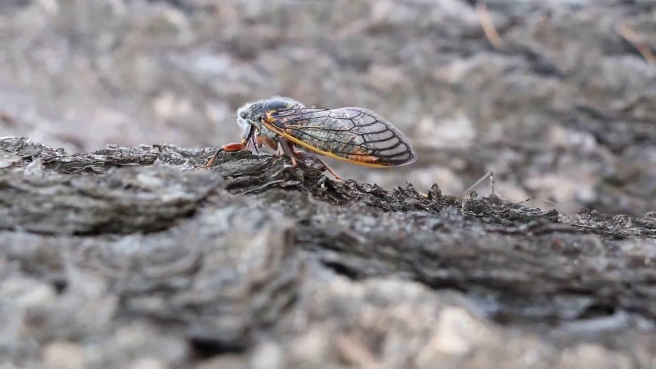 Cicada Orni in Nevada - YouTube