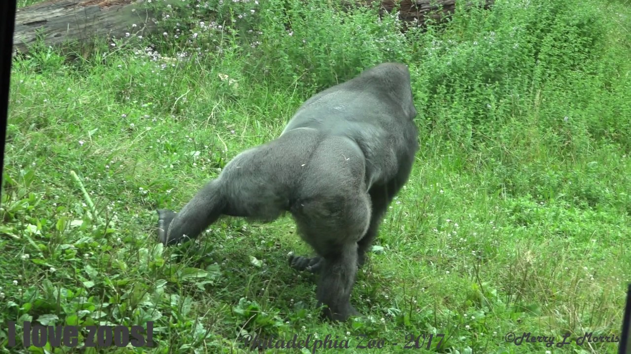 Philadelphia Zoo Gorilla Kuchimba Outside Showing His Backside - YouTube