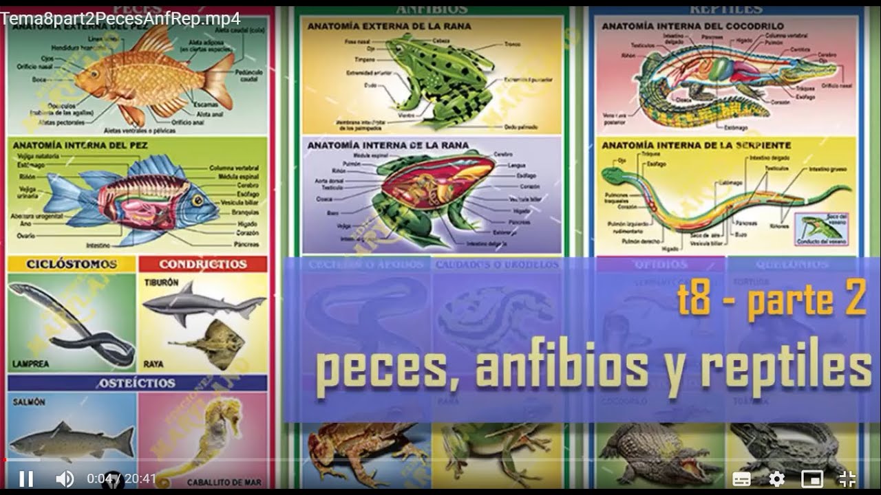 1ºESO - Animales vertebrados 2ª parte: peces, anfibios, reptiles (tema ...