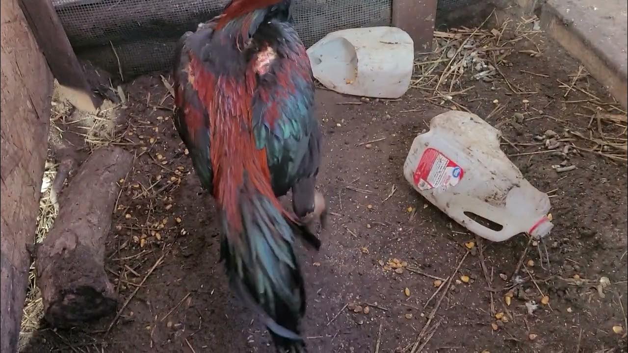 tham pem txog kuv tus qaib ej dua - YouTube