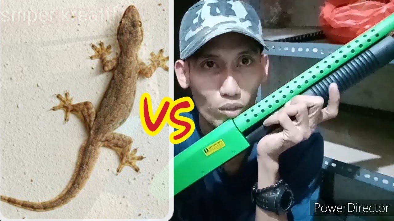 Senapan mainan vs cicak rumah yang menjengkelkan ala sniper kreatif ...