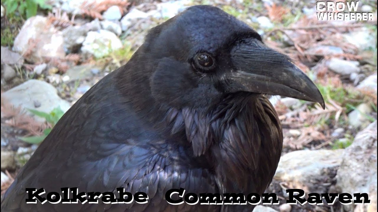 Close up Rabe / Raven - YouTube