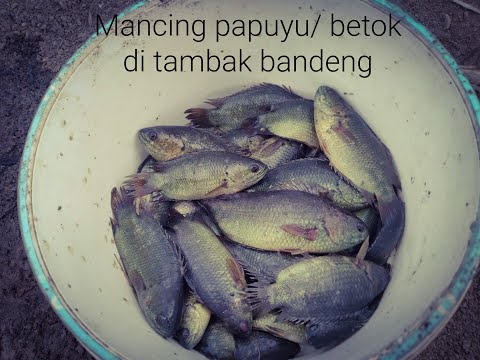 TRIP MANCING IKAN BETOK DI TAMBAK IKAN BANDENG (Aluh Aluh, Kalimantan Selatan)