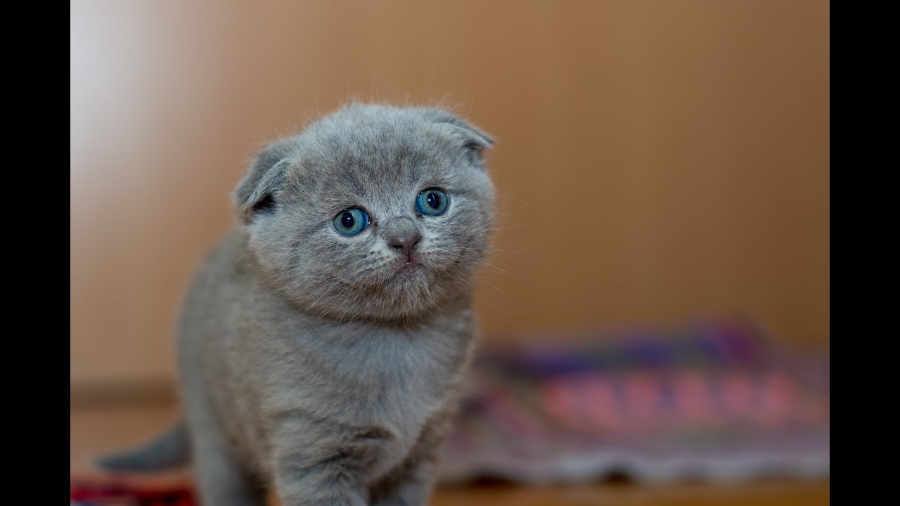 chats drôles et mignon 🤣 Chats les plus drôles - - Vidéos drôles d ...