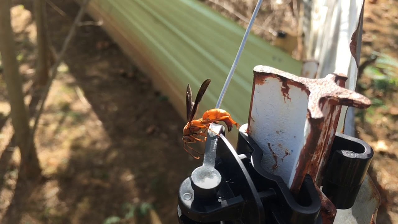 Wasp gets electrocuted on electric fence - YouTube