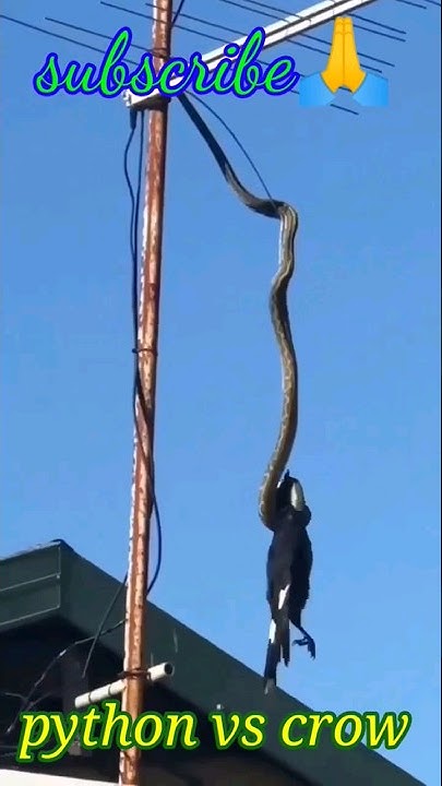 Python hunt Crow🐍😳😱😭#shortvideos#trending #viral#shorts#yt#viralvideo # ...