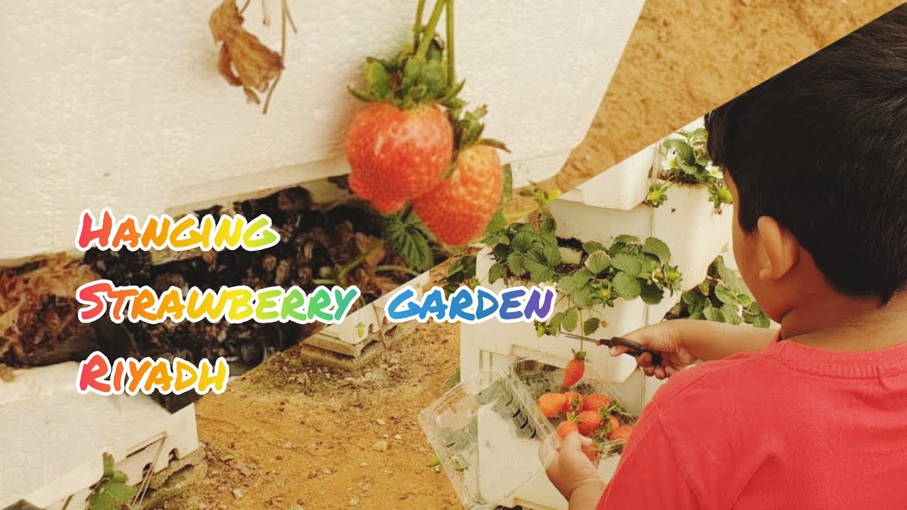 Hanging Strawberry gardens|riyadh |Saudi Arabia 🇸🇦|No entry fee||pick ...