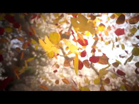 Fall Leaves Looping Wallpaper - YouTube