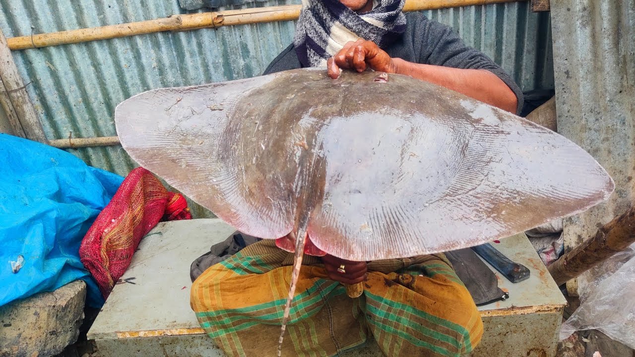Stingray & Ribbon Fish Cutting & Chopping In Indian Fish Market - YouTube