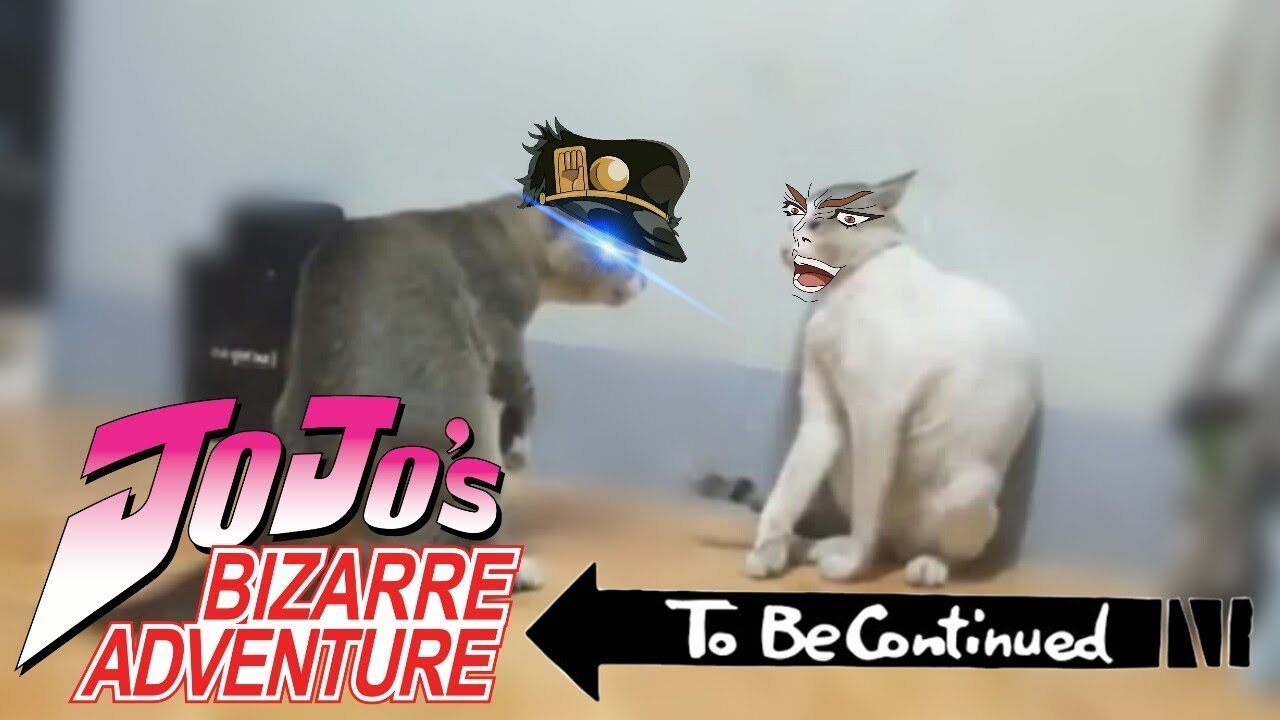 Ora ora Cat vs Muda muda Cat - YouTube
