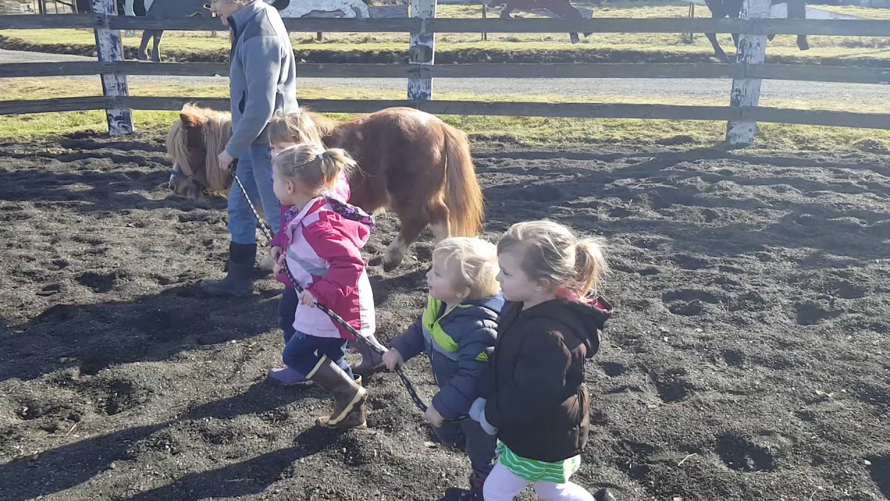Miniature Horse teaches Leadership - Animals as Natural Therapy - YouTube