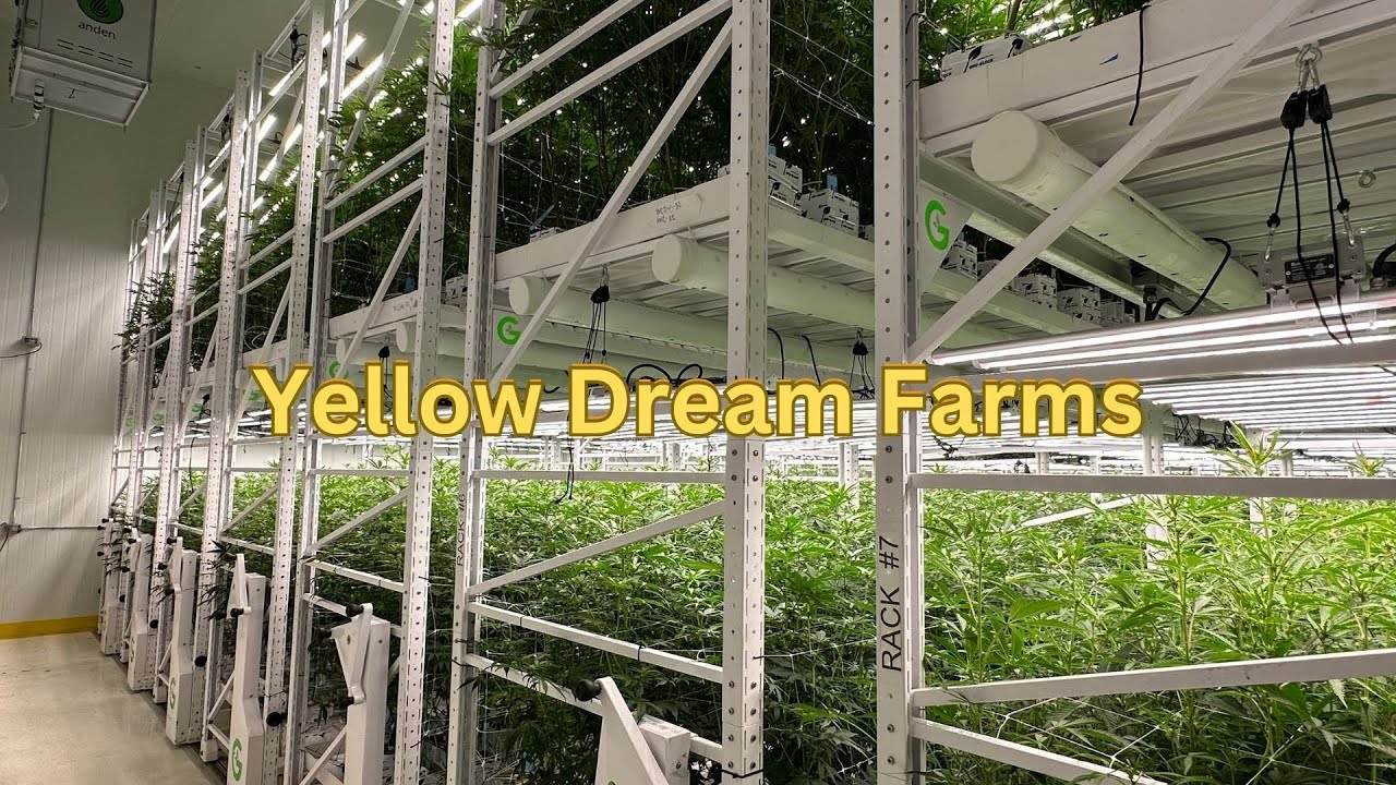 Yellow Dream Farms - YouTube