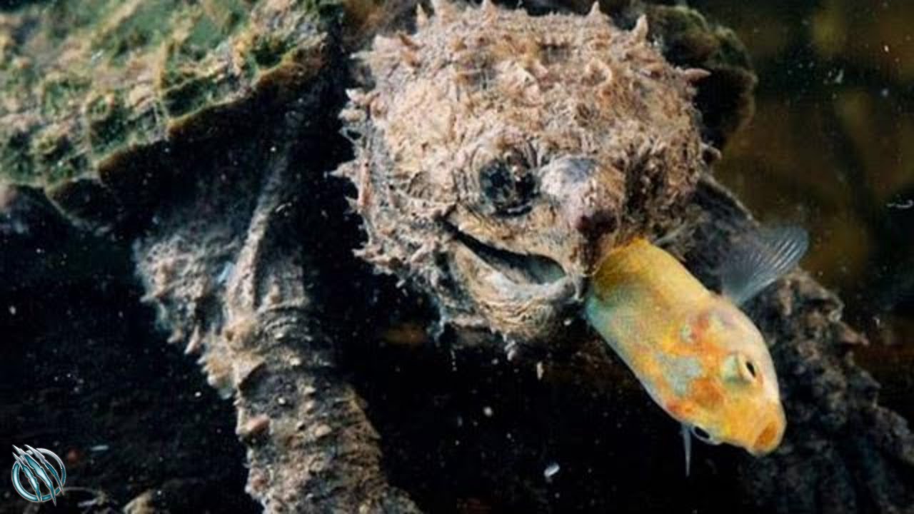 ALLIGATOR SNAPPING TURTLE The Most Aggressive Dangerous Turtle In alligator-snapping-turtle-the-most-aggressive-dangerous-turtle-in