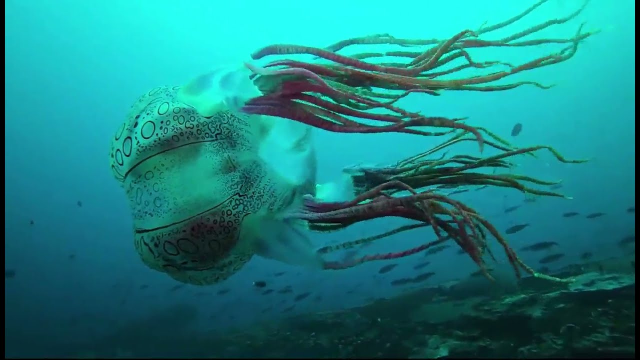 Rare Killer Chirodectes Maculatus Jellyfish - YouTube