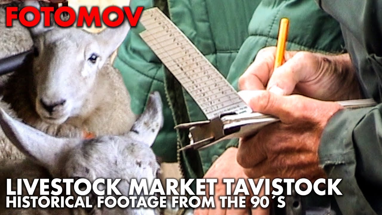 British Livestock Auction, historical footage the 90s. Travel to ...