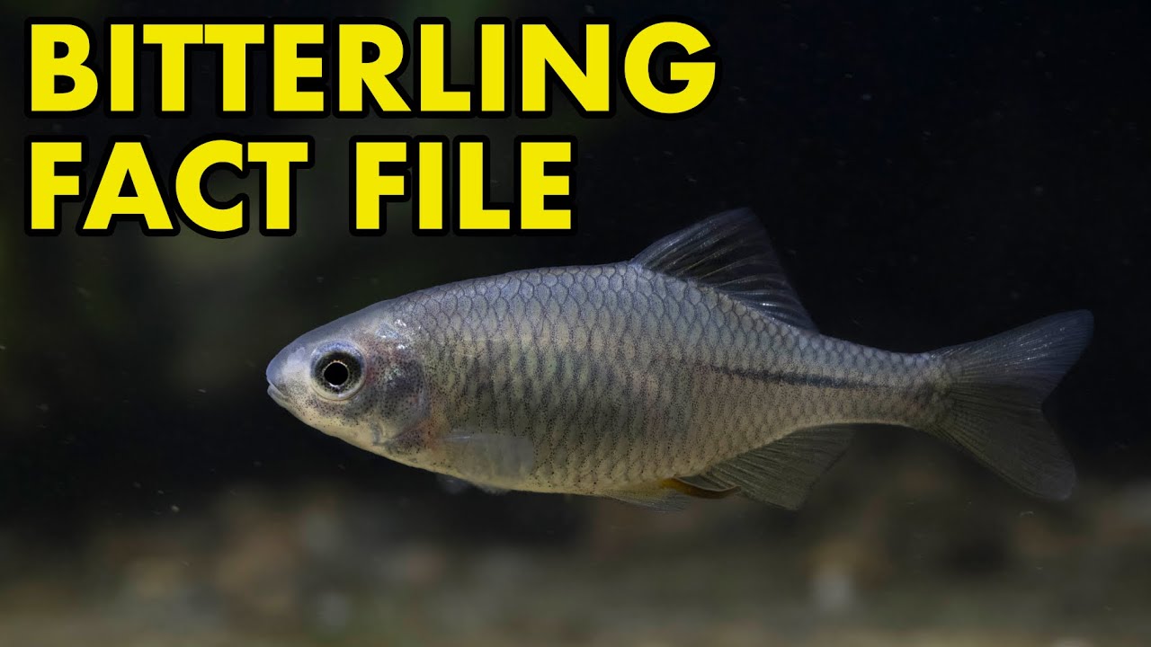 Bitterling: Fact File (British Wildlife Facts) - YouTube