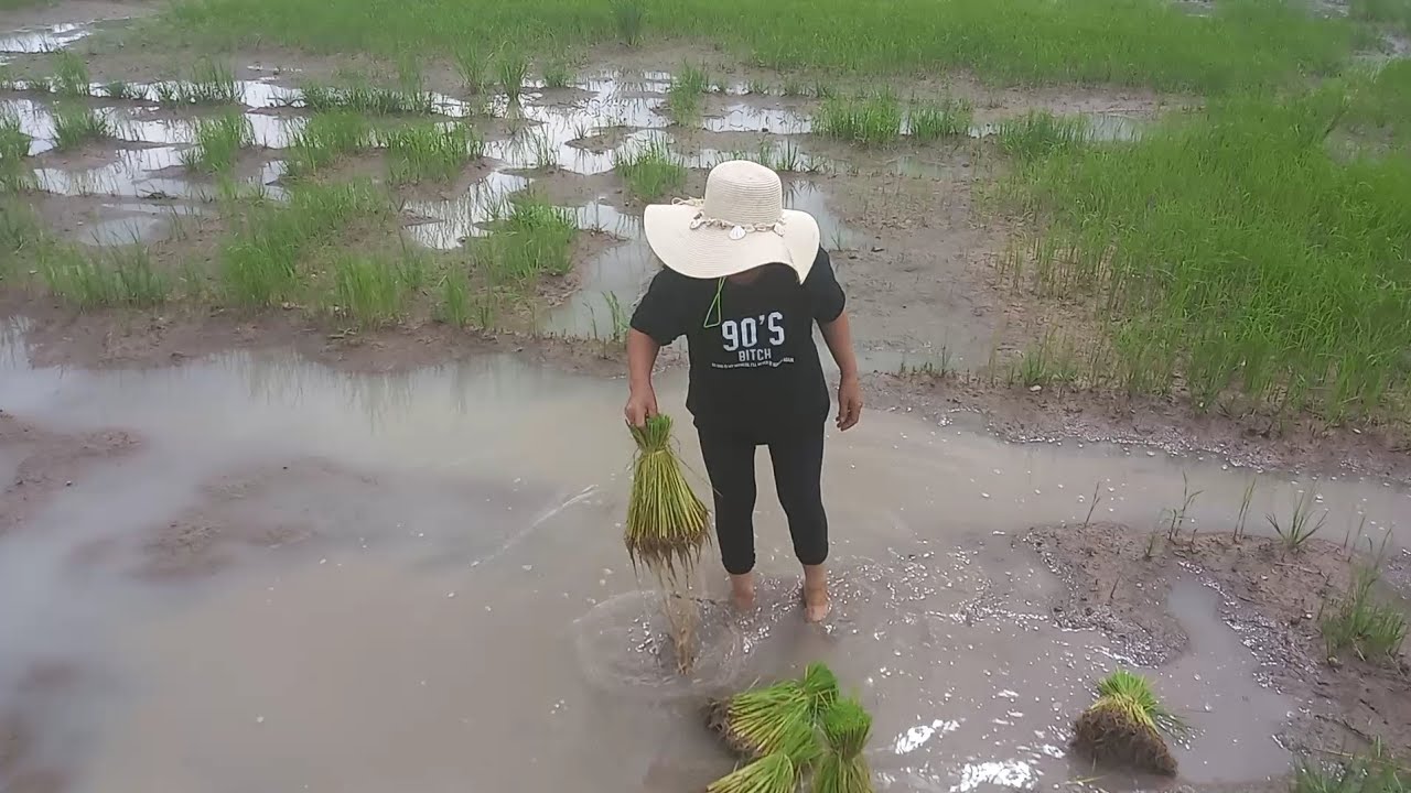 First Time Planting Rice.Silky Saw Tramontina Machete,Swedish Army ...